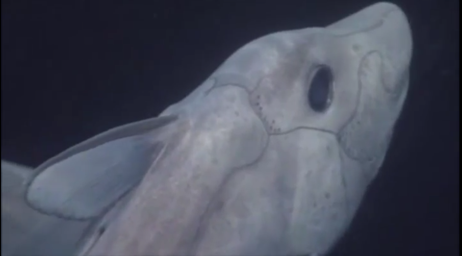 Deep-Sea Ghost Shark Filmed For The First Time - We Love Sharks!