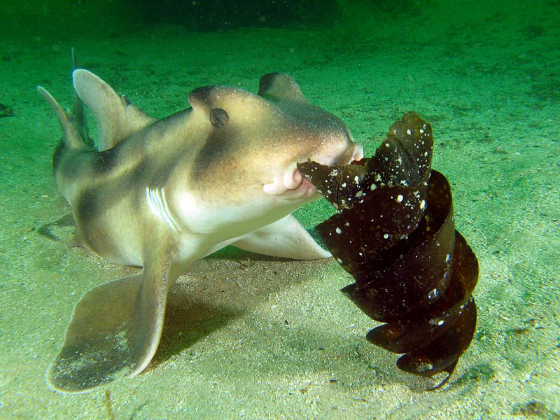 Species Profile: The Port Jackson Shark - We Love Sharks!